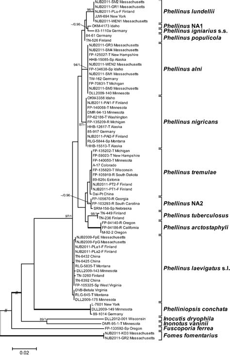 maximum likelihood tree based on nlsu sequences of phellinus s s