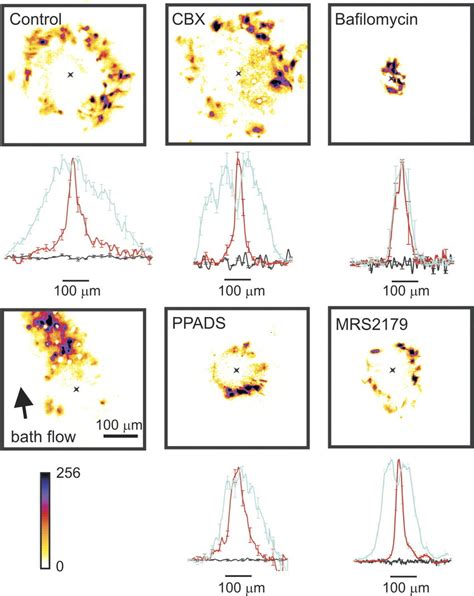 Representative Subtraction Images And Analysis Of Astrocyte Calcium Download Scientific Diagram