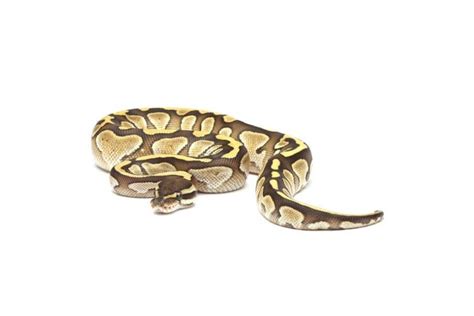 Achat Python Royal Python Regius La Ferme Tropicale