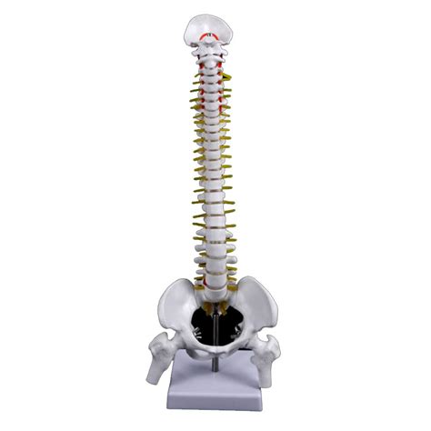 Buy N A 177 Scientific Flexible Spine Model Life Size Spinal Cord