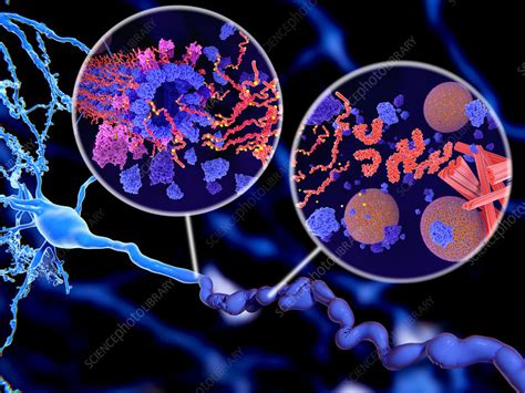 Tau Protein In Alzheimers Disease Illustration Stock Image F022