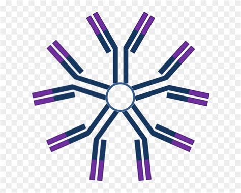 Igm Structure Of Igm Ig M Png Full Size Png Clipart Images Download