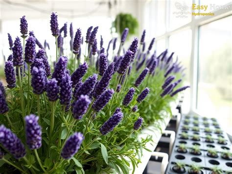 Growing Hydroponic Lavender For Fragrance And Flavor Easy Home