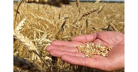 Сериозен дефицит на влага за посевите в Европа Български Фермер