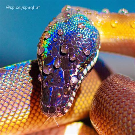 A Rainbow Stunner White Lip Python The Reptile Report Facebook
