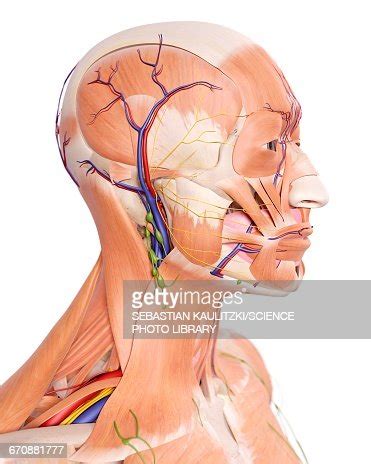Human Head Anatomy High Res Vector Graphic Getty Images