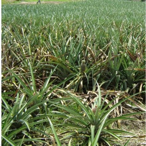 Pineapple Ananas Comosus Plantation Affected By Waterlogging Due To