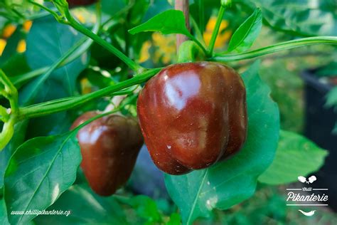 Mini Choco Bell Chilli Semínka Chilli Pikanterie