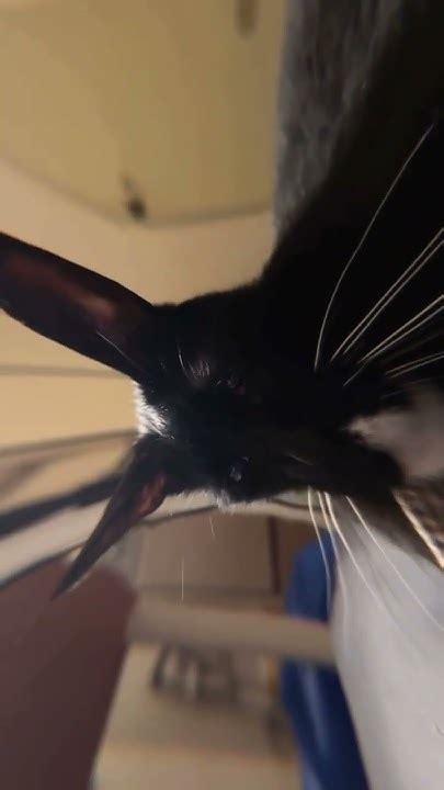 귀여운 악마👿 Youtube