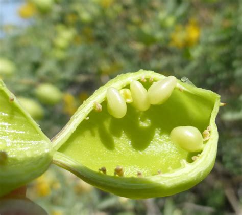 Bladderpod Photos Page 1