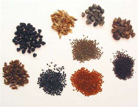 Saving Seeds Flowers