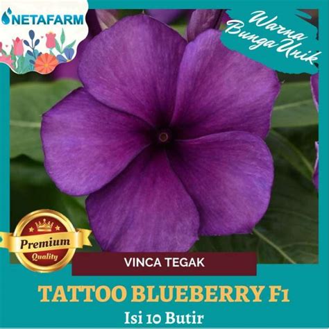 Jual Benih Biji Bibit Bunga Vinca Tegak Tatto Blueberry F1 10 Butir
