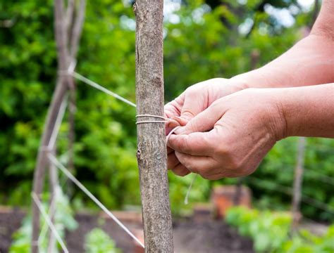 Creative Ways To Repurpose Tree Branches