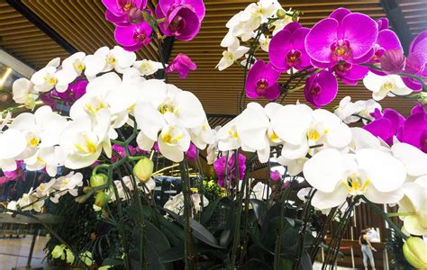 兰花 花 白兰花 Pixabay上的免费照片 Pixabay