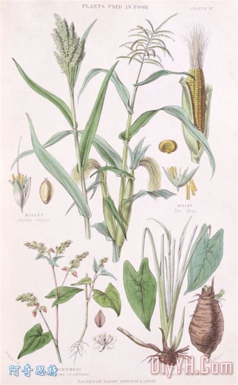 芋头画 芋头杆 芋头植物 第2页 大山谷图库