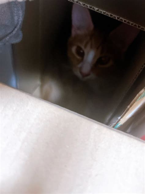 三星ニャニャミ On Twitter 家ん中に拾ってくださいっていう猫拾って拾った