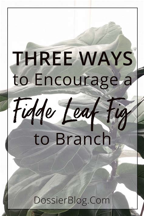 Three Ways To Encourage A Fiddle Leaf Fig To Branch Pruning Notching