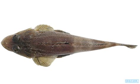 メゴチ八王子釣りし隊の魚図鑑
