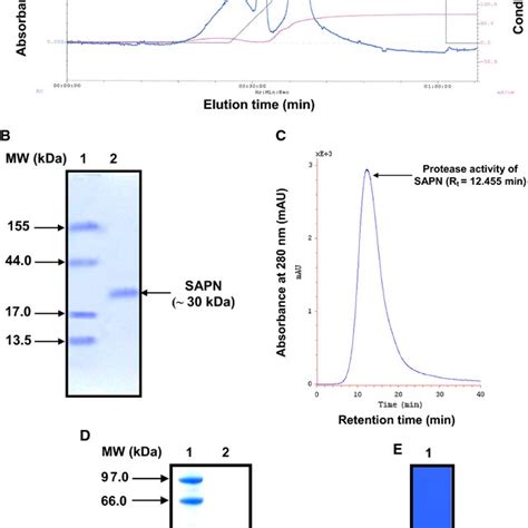 Purification Of The Protease Sapn From Me Thermohalophilus Nari2at A Download Scientific