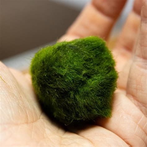 Marimo Moss Balls A Simple Care Guide Ome