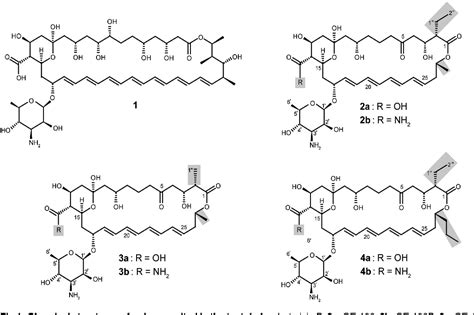 Pdf New Rimocidince 108 Derivatives Obtained By A Crotonyl Coa