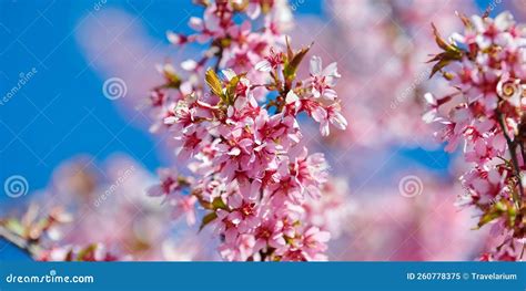 Pink Cherry Blossom Beautiful Pink Flowers Of Japanese Cherry Tree On