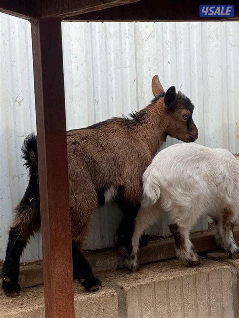 تيوس جيكية للبيع، رقم19515231