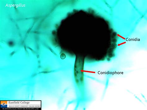 Scanning Electron Microscope Blog April 2013
