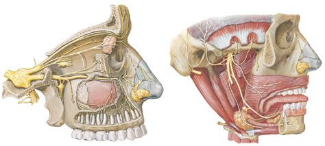 Diagrama Para Nervo Trigémio Quizlet