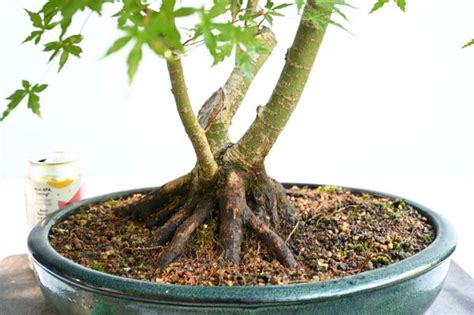 Japanese Maple Clump Bonsai Bonsai Learning Center Store