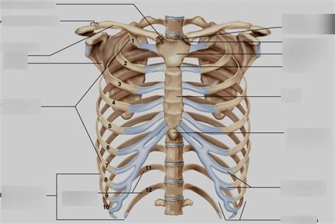 Chapter 8 Skeletal System Diagram Quizlet