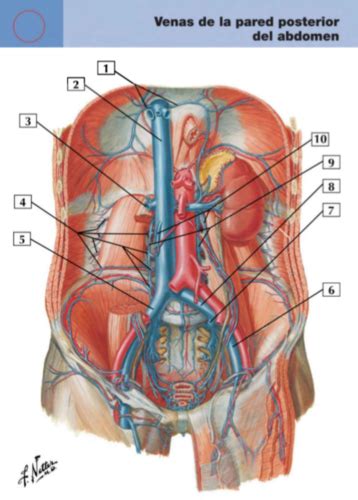 Fichas De Aprendizaje Venas Pared Posterior Abdomen Quizlet