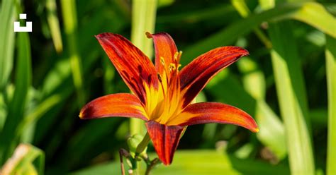 배경에 녹색 잎이 있는 빨간색과 노란색 꽃 사진 Unsplash의 무료 미국 이미지