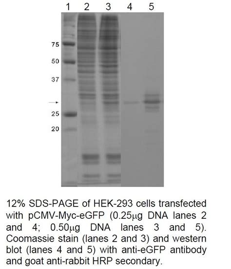 Egfp Antibody Cab4211