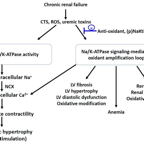 Schematic Illustration Of The Proposed Causes And Consequences Of The