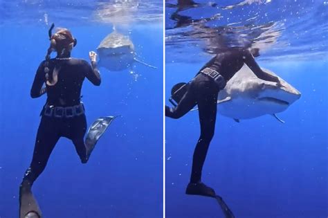 Scuba diver: How to prevent shark attack — on live shark