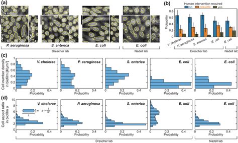 Stardist Opp Segmentations On Biofilms Of Different Bacterial Species Download Scientific