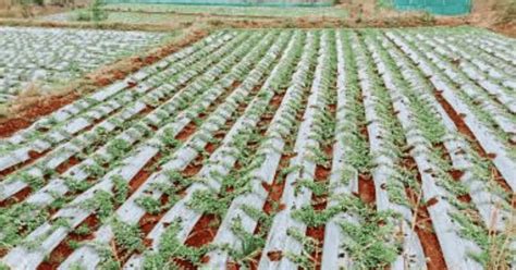 वाल कलिंगड पिकांच्या लागवडीकडे कल । Watermelon Cultivation