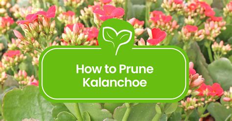 How To Prune Kalanchoe A Guide To Boosting Growth Plantilio