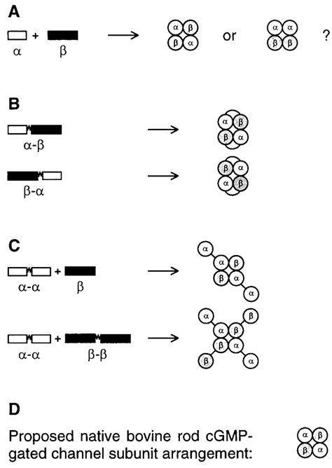 Possible Subunit Arrangements A The Two Arrangements From