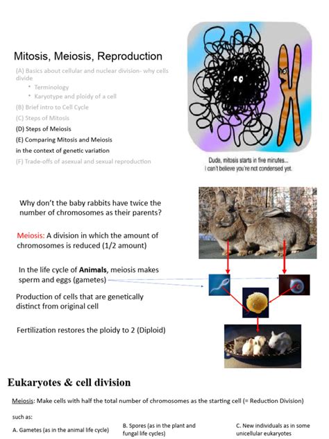 Meiosis Slides Pdf Meiosis Mitosis