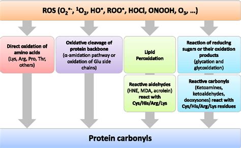 Protein Carbonyl
