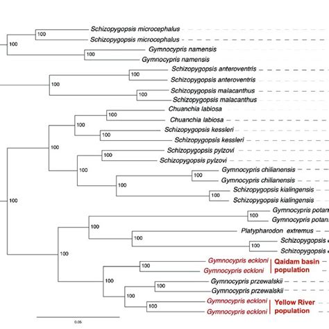 Ml Tree Constructed By Salf Seq Plus A Bar Named Run D Of Gmyc
