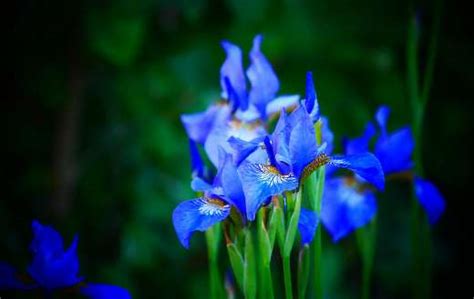 Lily Iris Blue Flowers Online Jigsaw Puzzles