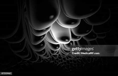 77 Intestinal Epithelial Cells High Res Illustrations Getty Images
