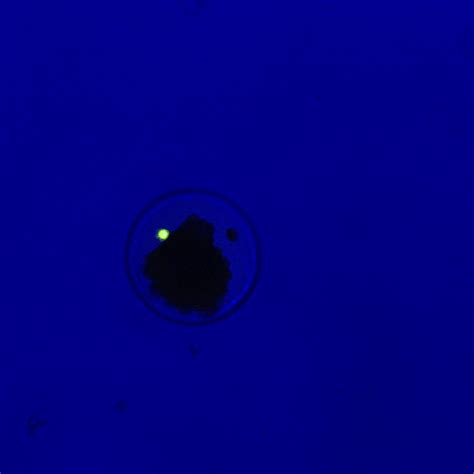 158 Questions With Answers In Protoplasts Science Topic