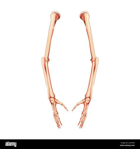 Humerus Radius Ulna Anatomy Bones Human Anatomy And