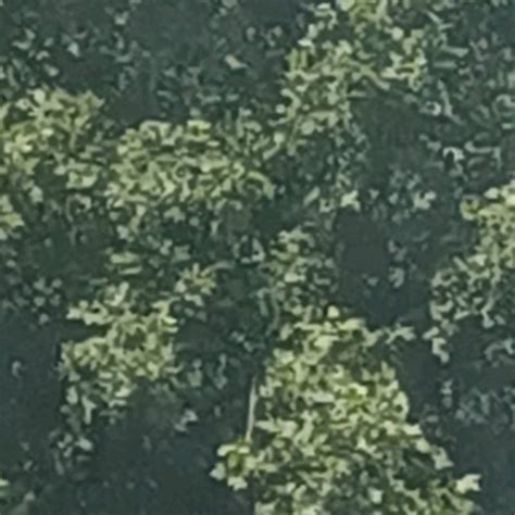 女子带娃摸狗被咬，面部几近毁容，主人祸从天降，或面临巨额赔偿狗狗事件袭击