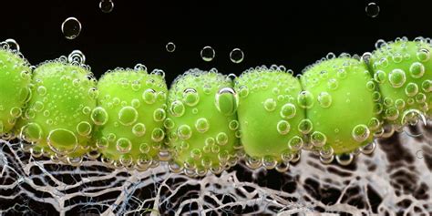 Trichoderma Why Is It Useful In Cannabis Cultivation