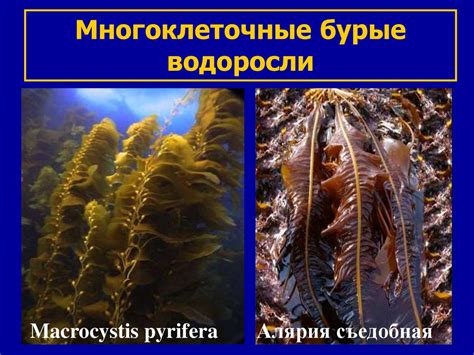 Водоросли. Альгология наука о водорослях - презентация онлайн